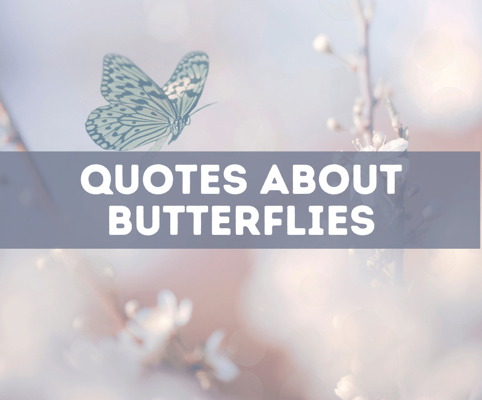 33 Beautiful Butterfly Quotes To Support You Through Change