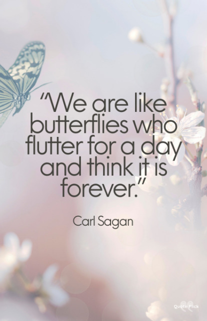 33 Beautiful Butterfly Quotes To Support You Through Change