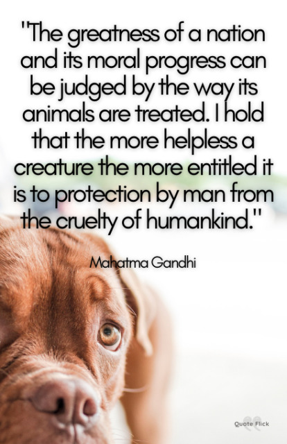 60 Powerful Animal Abuse Quotes To Help Stop Cruelty