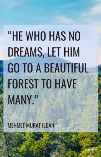 80 Best Forest Quotes To Inspire You Walk In The Woods