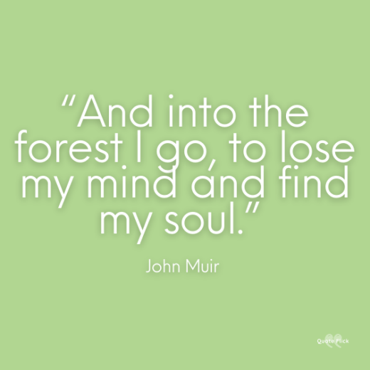 80 Best Forest Quotes To Inspire You Walk In The Woods