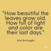30 Leaf Quotes To Remind You Of The Beauty Of Nature