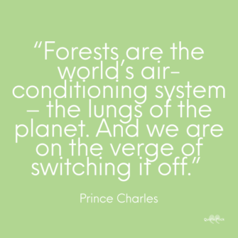 80 Best Forest Quotes To Inspire You To Appreciate Nature