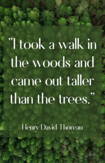80 Best Forest Quotes To Inspire You Walk In The Woods