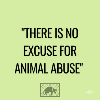 60 Powerful Animal Abuse Quotes To Help Stop Cruelty