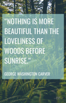 80 Best Forest Quotes To Inspire You Walk In The Woods