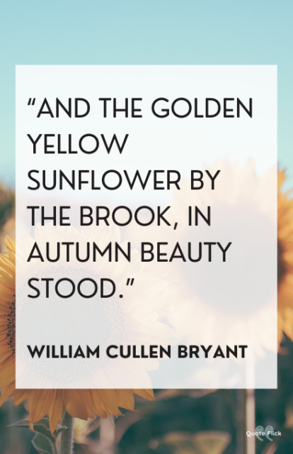 75 Sunflower Quotes To Help You Appreciate Their Beauty
