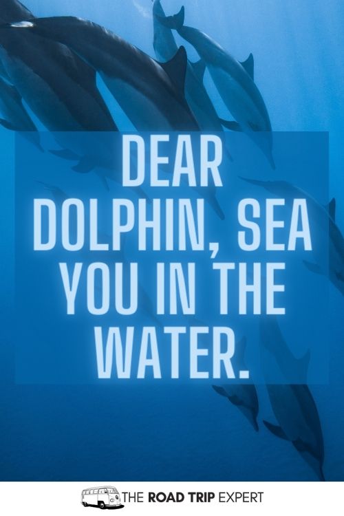 100 Fantastic Dolphin Instagram Captions And SeaWorld Quotes