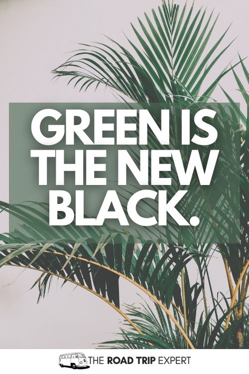 100 Awesome Plant Captions For Instagram (With Funny Puns!)