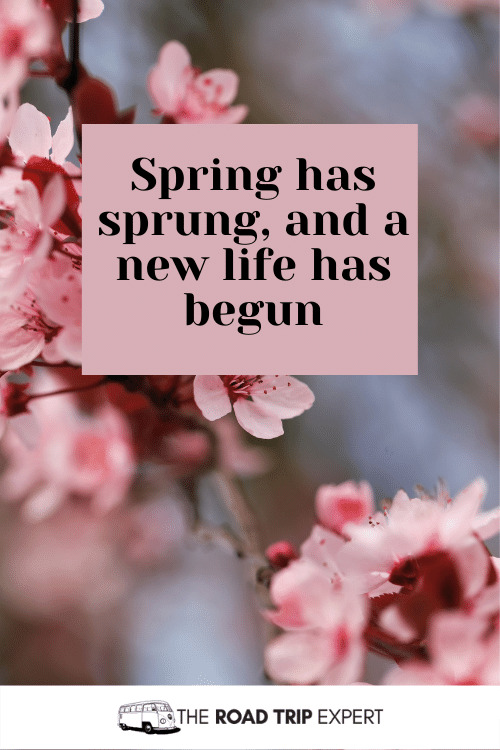 100 Spectacular Spring Captions For Instagram (With Quotes!)