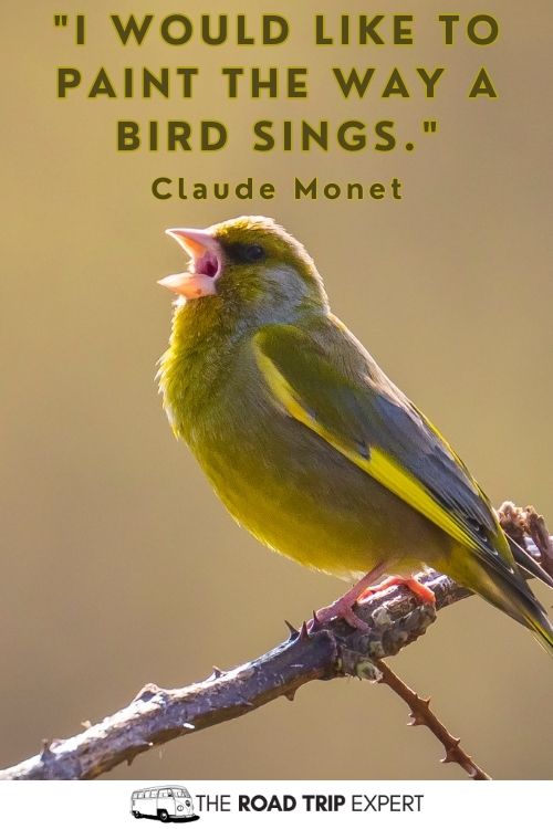 100 Alluring Bird Captions For Instagram (With Puns!)